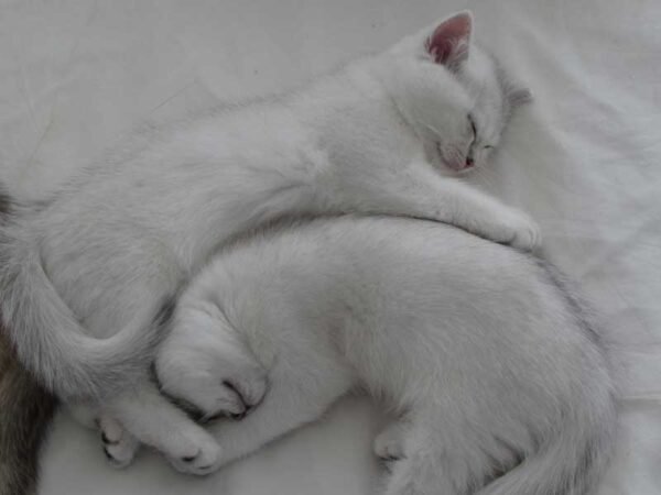 Our 12 Top Reasons To Love Cats - Stay Pawsitive