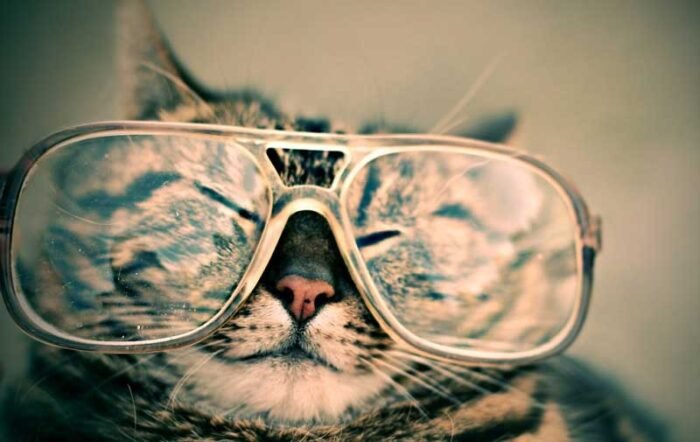 Our 12 Top Reasons To Love Cats - Stay Pawsitive