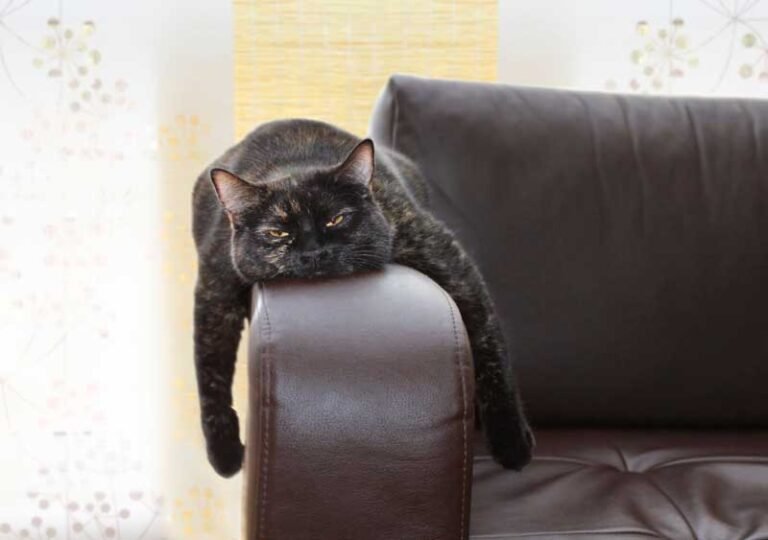 Our 12 Top Reasons To Love Cats - Stay Pawsitive