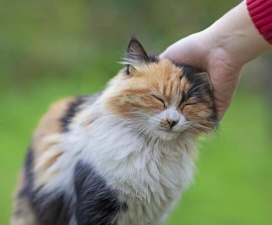 10 Things Cats Like – Stay Pawsitive