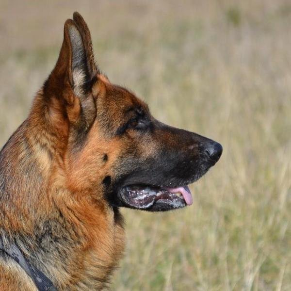 The Origin Of The German Shepherd: History And Fun Facts – Stay Pawsitive