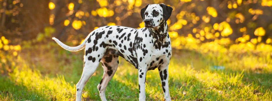 15 Amazing Dog Facts – Stay Pawsitive