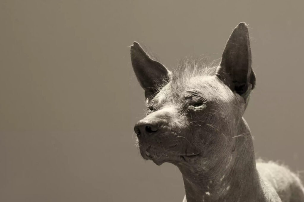 10 Best Hairless Dog Breeds – Stay Pawsitive