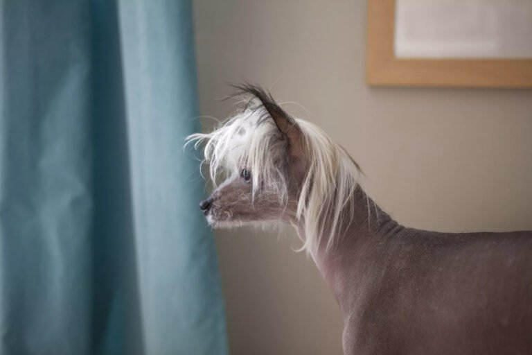 10 Best Hairless Dog Breeds - Stay Pawsitive