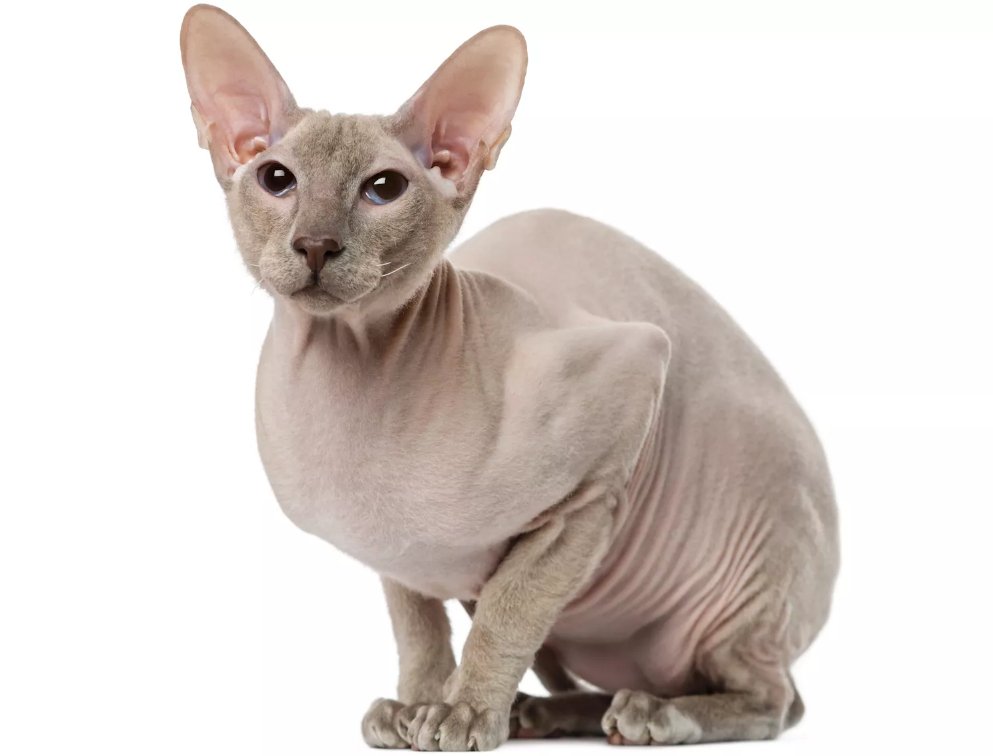 10 Best Hairless Cat Breeds for a Unique Pet Pal – Stay Pawsitive
